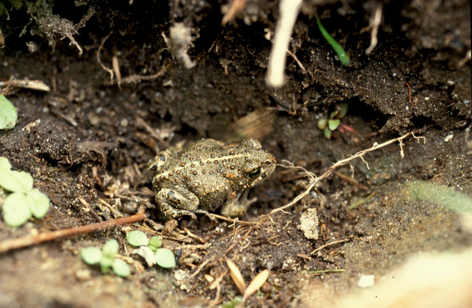 La migration des crapauds - Val de la Haye