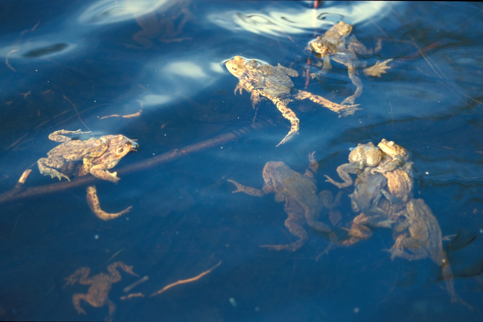 La migration des crapauds - Val de la Haye